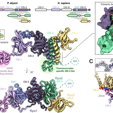Structure Of The Archaeal Rpa A Domain Diagrams Of Pabrpa And Human