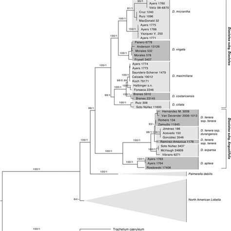 Maximum Likelihood Tree For The Concatenated Dataset Showing Branch