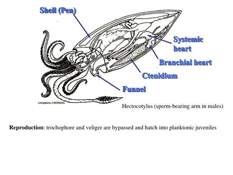 Ppt Phylum Mollusca Class Aplacophora √ Class Polyplacophora √ Class Monoplacophora