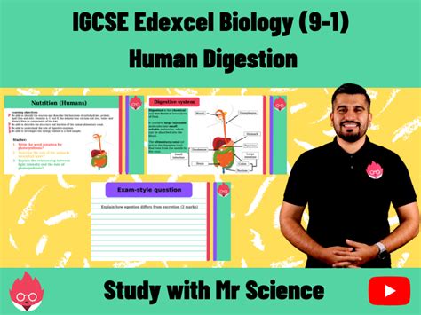 Igcse Edexcel Biology 9 1 Human Digestion Updated Teaching Resources