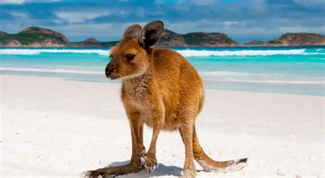 The 20 Best Beaches In Australia Next Vacay