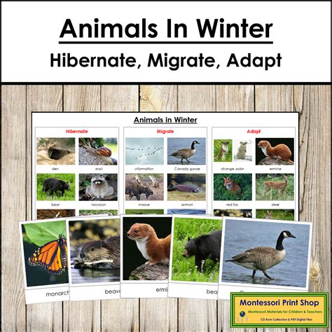 Animals In Winter Migrate Hibernate Adapt Animal Behavior Made