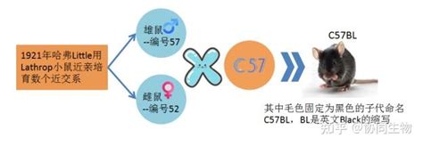 实验小鼠，常见品系介绍 知乎