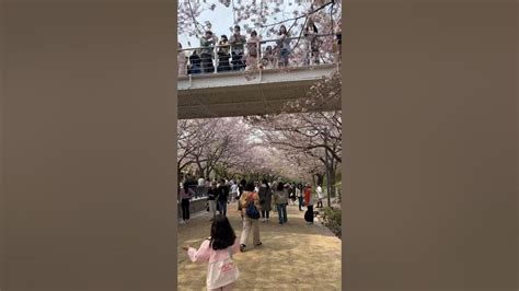 Сеульский лес в цвету🌸 жизньвкорее кореявлог Korea Koreavlog корея сеул Korean Kpop