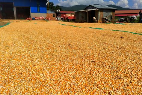 မိုင်းယုမြို့၌ မိုးအစေ့ထုတ်ပြောင်းများ ခူးဆွတ်ရောင်းချရာ ပြောင်းဈေး ယခင်နှစ်ထက် အနည်းငယ် ကျဆင်း