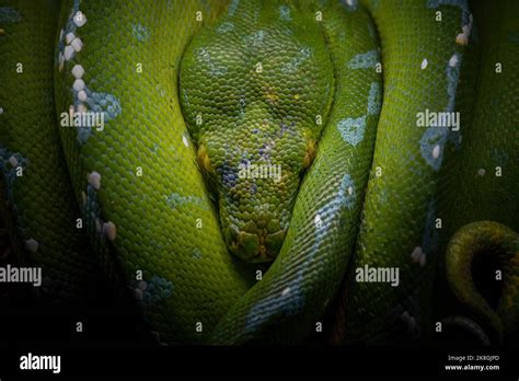 Top View Of Wild Green Tree Python With Head In Middle Of Coiled Body At Night Stock Photo Alamy