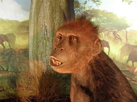 Sahelanthropus Tchadensis