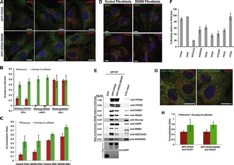 The D620n Mutation In Vps35 Results In A Decrease In Association With Download Scientific