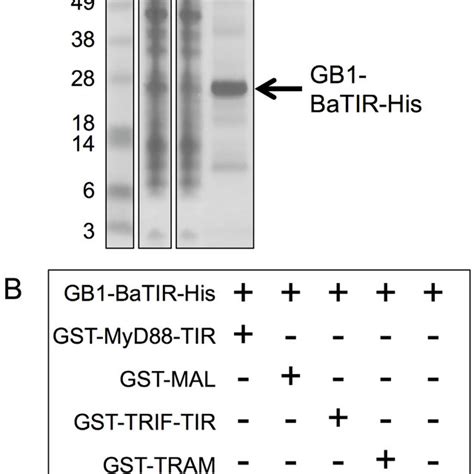 Sequence Alignment Of Tir Domain Proteins Sequence Alignment Of The Download Scientific