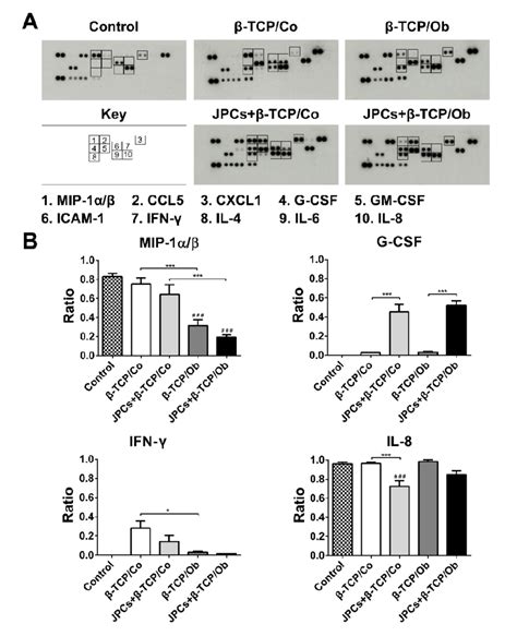 Protein Expression Of Macrophage Inflammatory Proteins 1α β Mip 1α β
