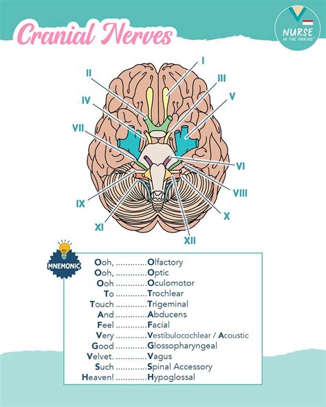 Cranial Nerves🧠 What Are They Nurse In The Making Facebook