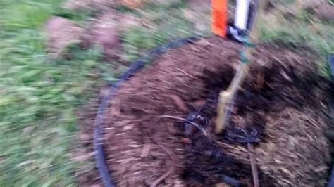 Fruit Trees Home Gardening Apple Cherry Pear Plum Fruit Tree