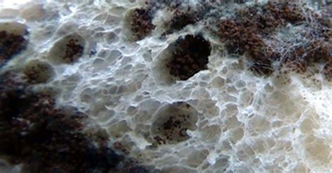 자동차 에어컨 악취원인 곰팡이 바이오필름 탑라이더