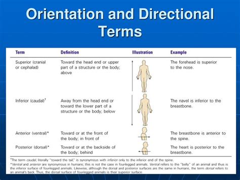 The Human Body An Orientation Ppt Download