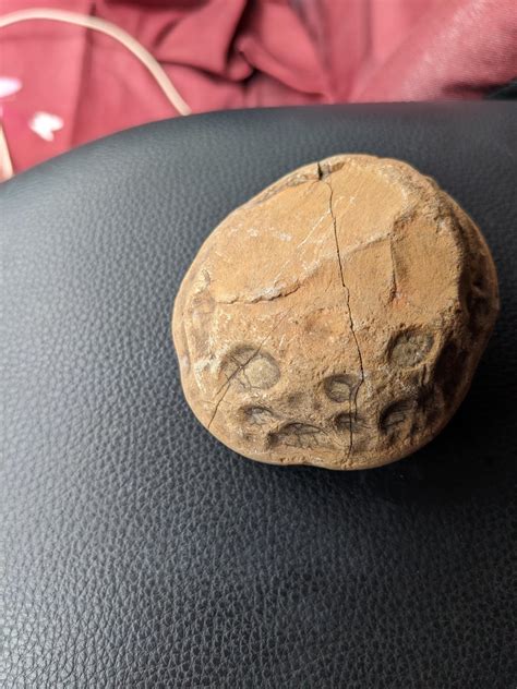 Turtle Fossil R Fossils