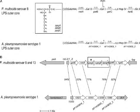 Figure 3 From Structure And Biosynthetic Locus Of The Lipopolysaccharide Outer Core Produced By