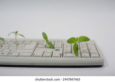 Plants Grew Out Computer Keyboard Green Stock Photo 1947847465 Shutterstock