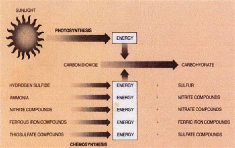 A Textbook Diagram Comparing Photosynthesis And Chemosynthesis Color