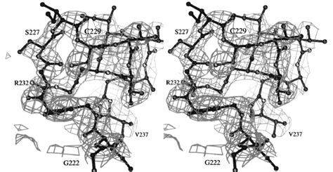 Electron Density Map Of Loop 6 Stereoview Of A Simulated