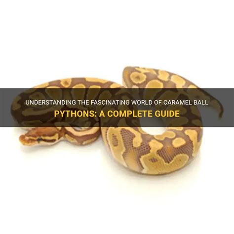 Understanding The Fascinating World Of Caramel Ball Pythons A Complete