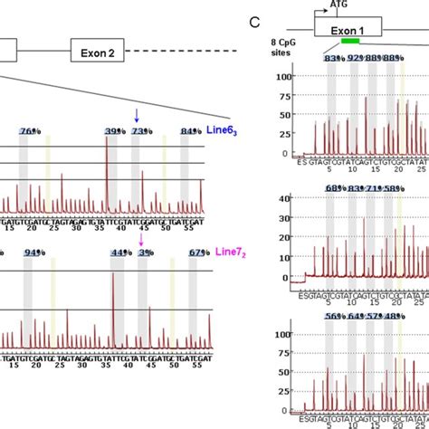Schematic Structure Of Developing The Recombinant Congenic Strains