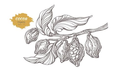 Premium Vector Cocoa Tree Branch With Leaves And Beans Botanical Drawing Premium Vector Cocoa Tree Branch With Leaves And Beans Botanical Drawing