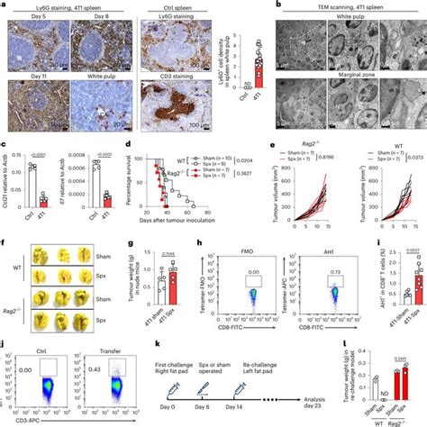 Glucose Restriction In T Cells Suppresses Stat5 Phosphorylation Through Download Scientific