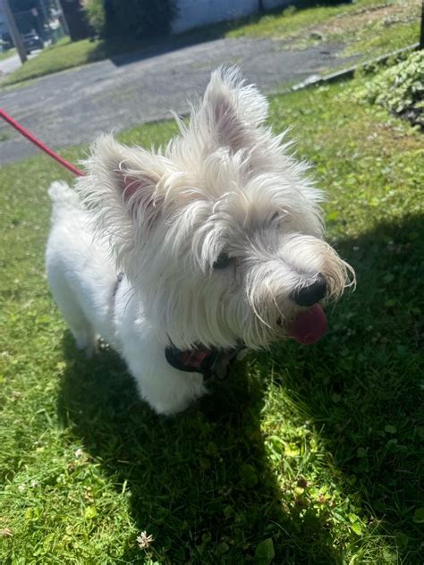 Westie Rescue Update Real Busy Summer Westie Rescue Blog