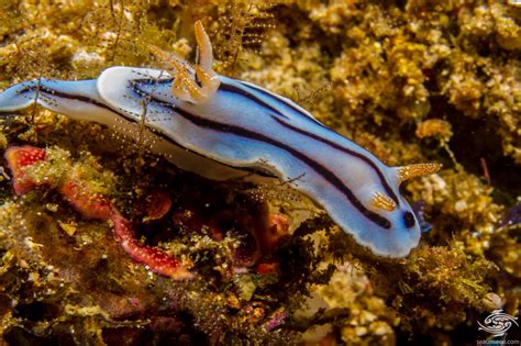 Chromodoris Willani Nudibranch Facts And Photographs Seaunseen