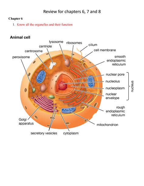 Review For Chapters 6 7 8 And 10 Review For Chapters 6 7 And 8 Chapter 6 Know All The