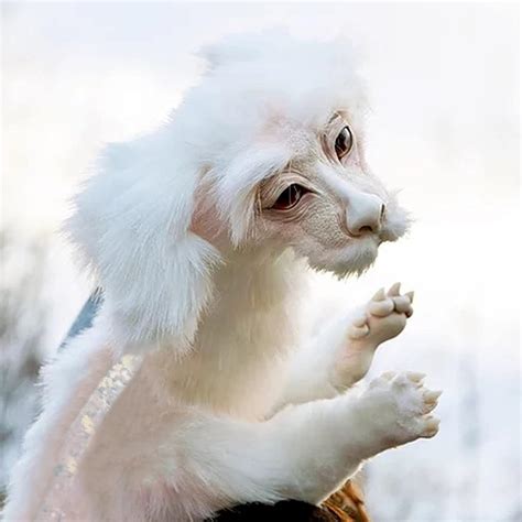 Nebwe Falkor Neverending Story Luck Dragon Falkor India Ubuy