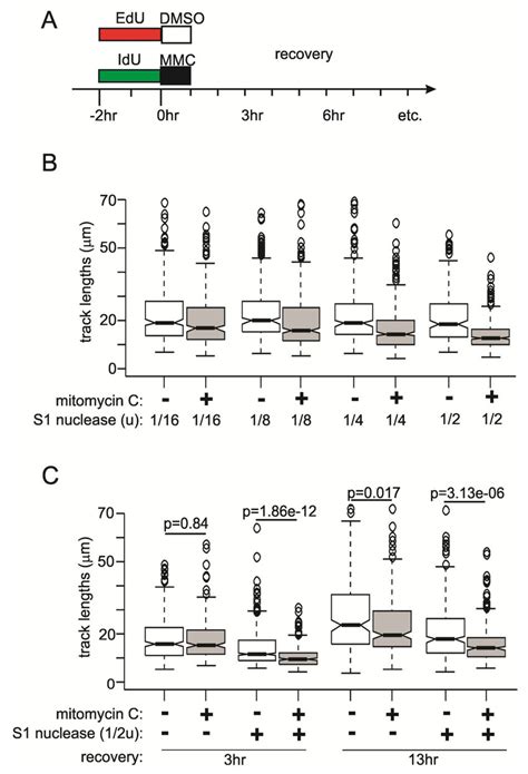 Detection Of Mitomycin C Mmc Lesions In Stretched Dna Of The Brca1−