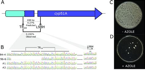 Sexual Recombination Consistently Produces Recombinant Cyp51a