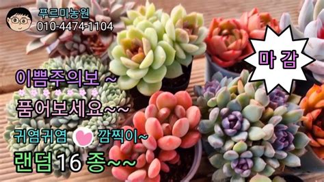 ️품지않으면 후회할만큼 이쁜아이~오늘은랜덤16종입니다~ 다육식물 온풍기기온차 대전다육 반려식물 음성다육 전국다육