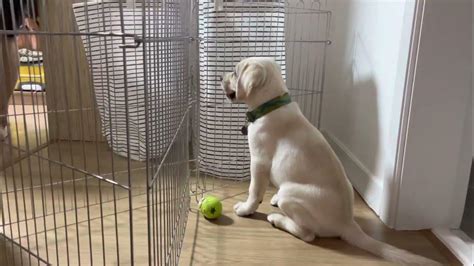 삐약 삐약 아빠를 부르는 아기 리트리버 Youtube