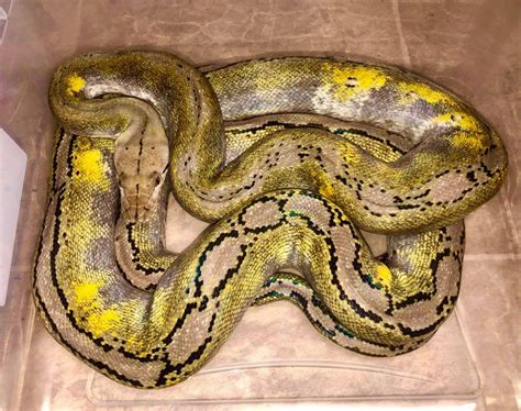Paradox Reticulated Python Traits Morphpedia