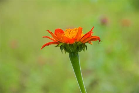 Premium Photo Field Pink And Orange Zinnias Blooming Background Soft Blur