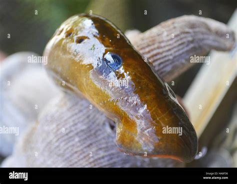 An Image Of A Sea Lamprey An Invasive Species In North American Freshwater Systems The Sea