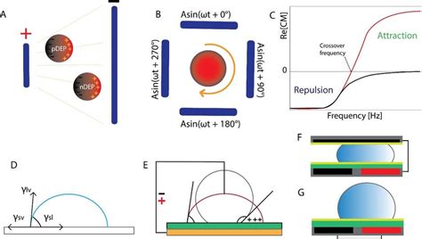 Electric Fields In Lab On A Chip Microfabrication Dielectrophoresis Download Scientific
