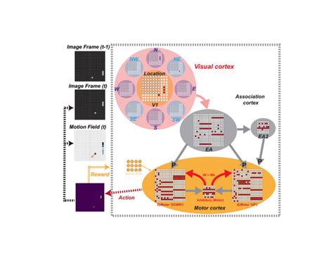 Models · Netpyne Open Source Package For Neuronal Networks
