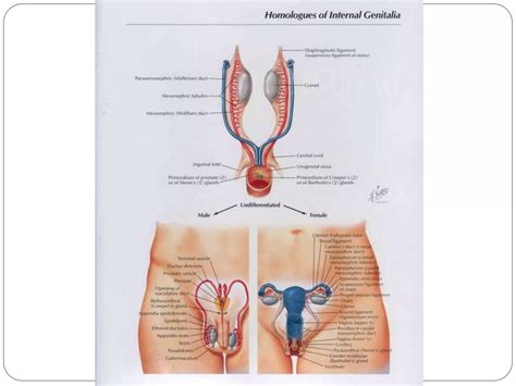 Development Of The Reproductive System Pptx