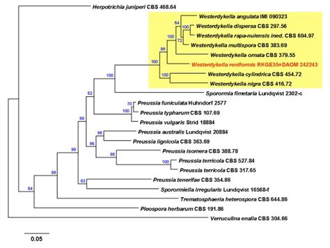 Consensus Tree Inferred From A Bayesian Analysis Of Its And Nlsu Rdna Download Scientific