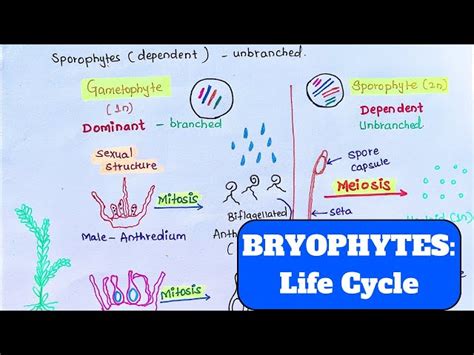 Bryophyte Life Cycle