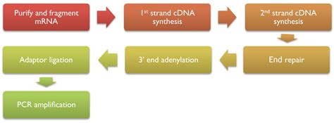 Rnaseq Library Preparation Wiki