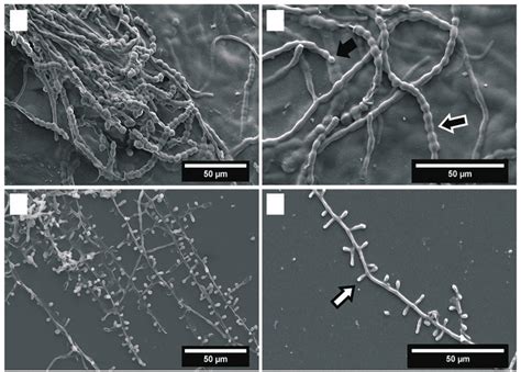 Scanning Electron Microscopic Image Showing Micromorphological