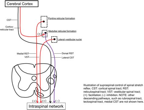 Reticular Formation Physiopedia