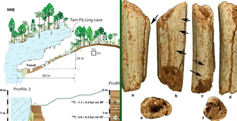 Ancient Fossils Uncovered That Could Rewrite The History Of Human