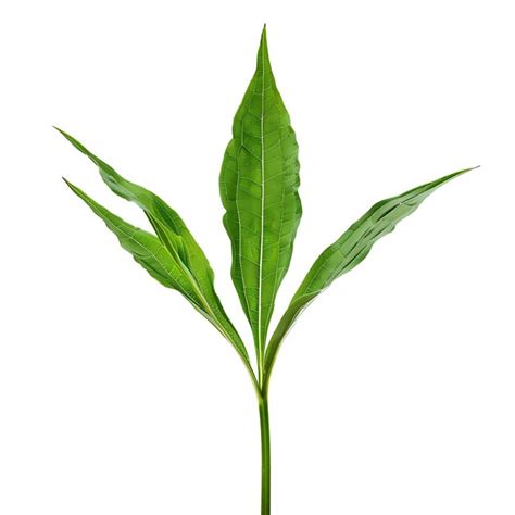 Premium Photo Isolated Desert Echinacea Leaf With Lance Shaped Leaf