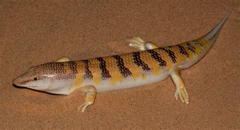 Cá Cát Loài Vật Bơi Lội Trong Cát Như Cá Trong Sa Mạc Loài Vật