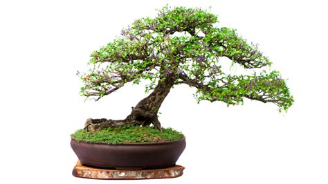 The Comprehensive Guide To Fertilizing Your Bonsai Tree Bonsai Arbor